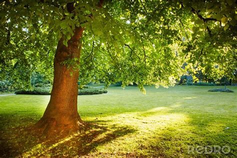 Poster Baum Bei Sonnigem Wetter Nach Maß Myredro De
