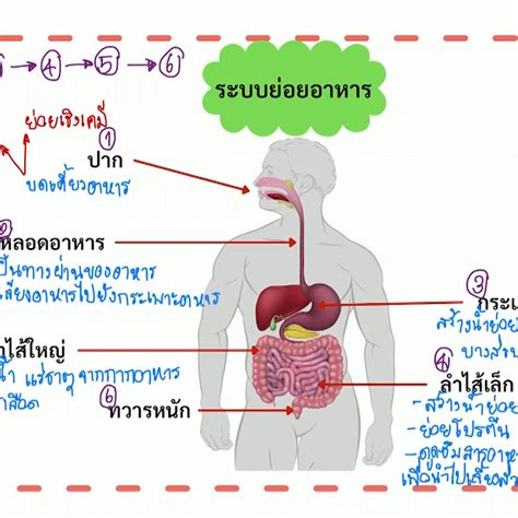Altv ช่อง 4 วิทยาศาสตร์ สารอาหารและระบบย่อยอาหาร