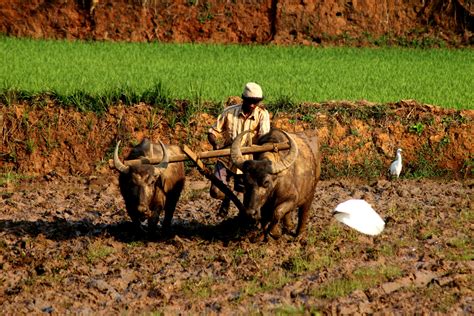 How Ngos In India Are Fighting Against The Water Crisis The Borgen