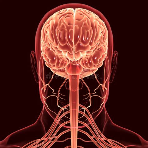 Human Brain Anatomy For Medical Concept 3d Rendering Stock Illustration