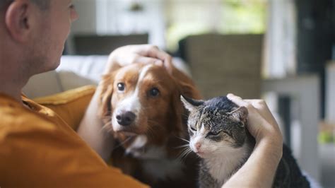 Над 300 милиона животни в ЕС се отглеждат при лоши условия Nova News