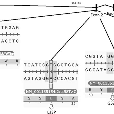 Organic Cation Transporters And Their Endogenous And Drug Substrates