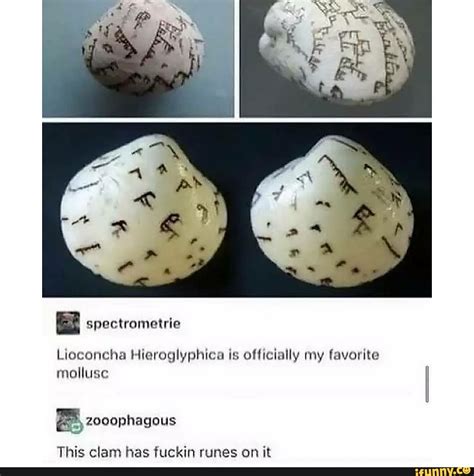 Lioconcha Hieroglyphica Is Officially My Favorite Molluse This Clam Has Fuckin Runes On It Ifunny