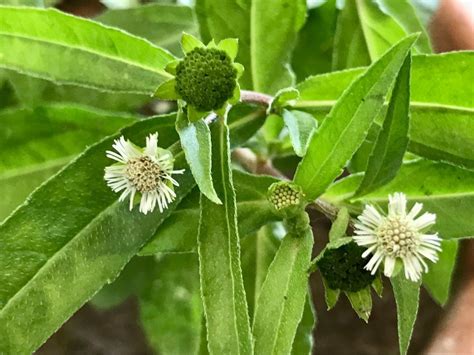 बालों की मजबूती और खूबसूरती के लिए इस तरह इस्तेमाल करें भृंगराज