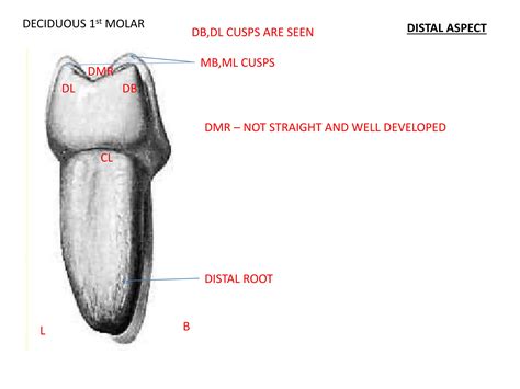 Chronology And Morphology Of Deciduous Mandibular Posteriorspptx