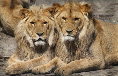 Two Male Lions Caught Having Sex But What They Did Next Was Astonishingly Rare