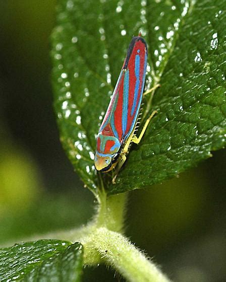 Tropical Bug In Ct Graphocephala Coccinea Bugguide Net
