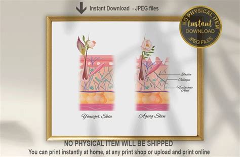 Dermatology Print Skin Anatomy Younger And Anging Skin Art