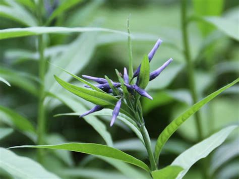 チョウジソウ Amsonia elliptica