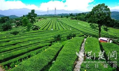宜昌举办首个国际茶日活动 促茶企茶农营收 荆楚网 湖北日报网