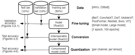 Biomedicines Free Full Text Lightweight Visual Transformers Outperform Convolutional Neural