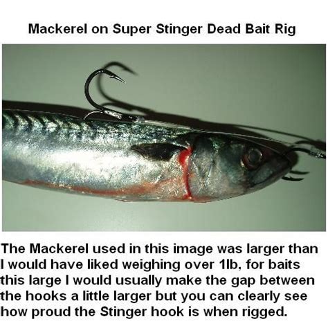 Halibut Dead Bait Rig With 10 0 Super Stinger Hook By Db Angling Suppl By Db Angling Supplies