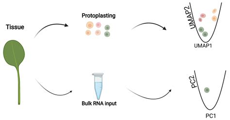Single Cell RNA Sequencing For Plant Research Insights And Possible