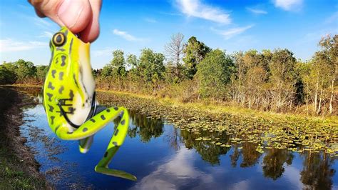 Lily Pad Fishing For Bass Using Lunkerhunt Popping Frog Youtube