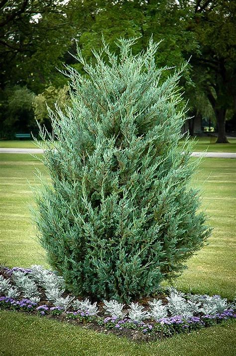 Moonglow Juniper For Sale Online The Tree Center