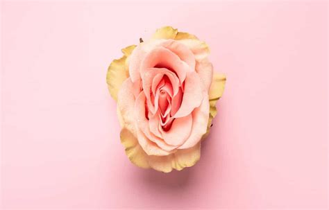 Hymen Breakage Signs Learning The Anatomy And Debunking Myths Femia