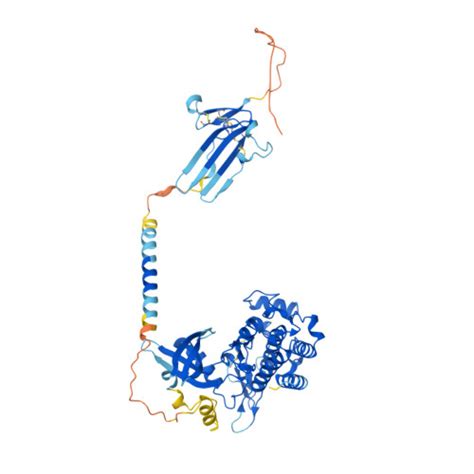 Rcsb Pdb Af Afp36897f1 Computed Structure Model Of Tgf Beta Receptor Type 1