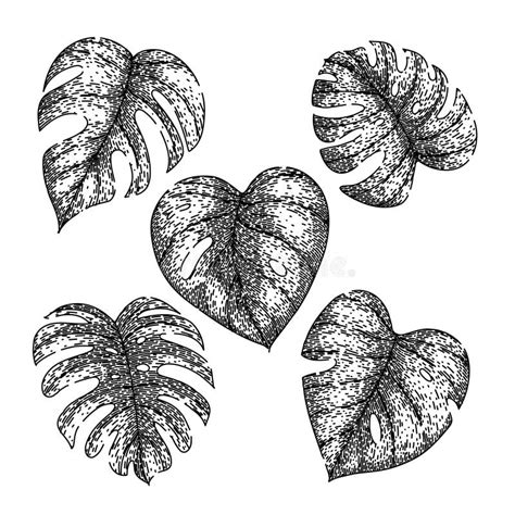Monstera Leaf Set Sketch Hand Drawn Vector Stock Vector Illustration
