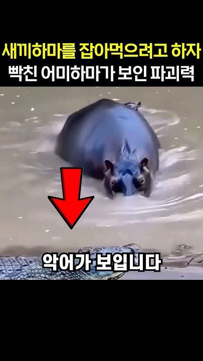 새끼하마를 잡아먹으려고 하자 빡친 어미하마가 보인 파괴력 Youtube