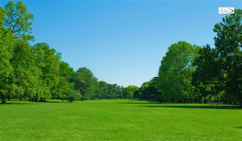 Green Lawn Alternatives The Turfgrass Group Inc