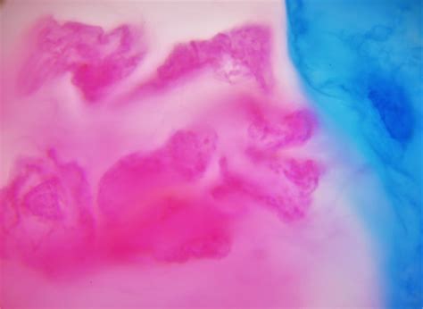 Pepper Under The Microscope — Steemit