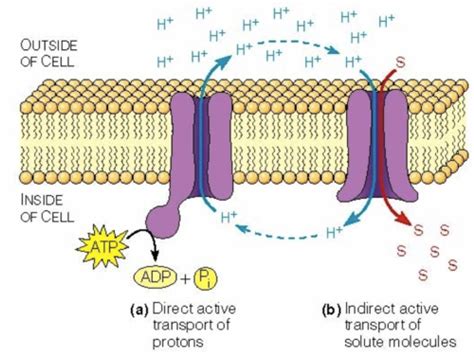 Lecture 10 Membrane Transport Active Transport And Ion Channels
