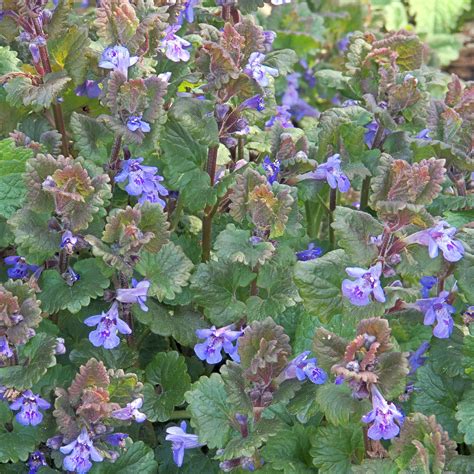 Creeping Charlie How To Manage This Pesky Plant The Iowa Gardener