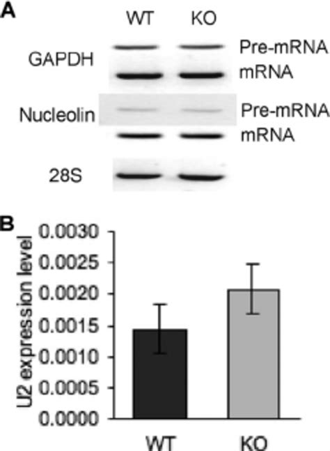 Dyskerin Is Necessary For Cell Division A Southern Blot Of Liver Dna