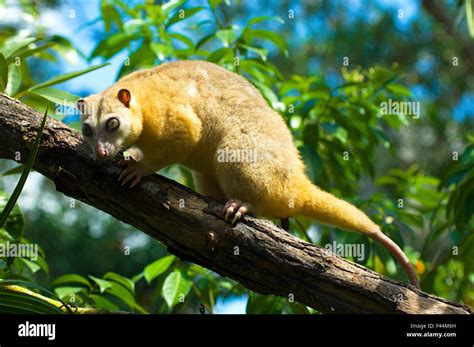 Common Cuscus Phalanger Orientalis Captive Occurs In Timor To New