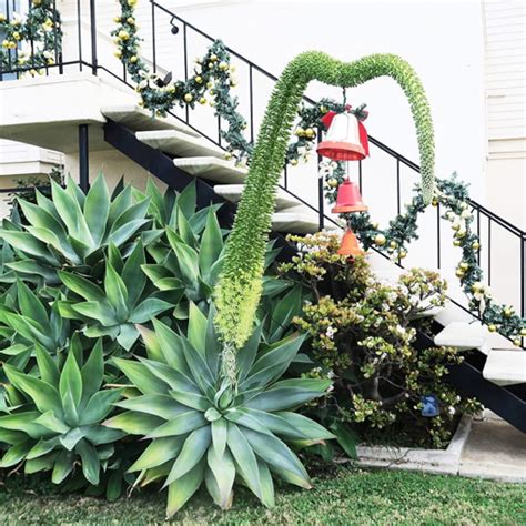 Foxtail Agave Agave Attenuata 200mm The Jungle Collective
