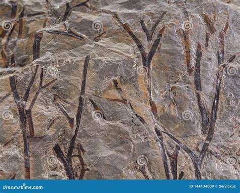 Fossil Imprint Of Rhamphorhynchus A Flying Pterosaur From The Jurassic