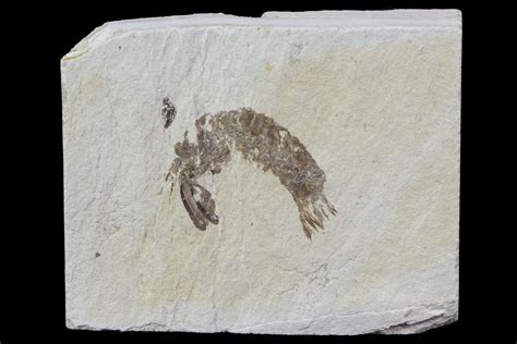1 3 Fossil Mantis Shrimp Sculda Syriaca Lebanon 70425 For Sale