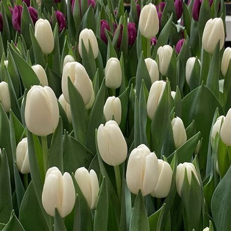 Tulip Ice Rif авторское фото BUFL.RU | Tulips, Daffodils, Plants