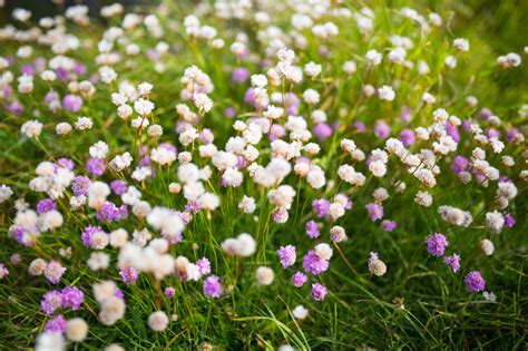 图片素材 厂 植物群 植物学 陆地植物 Chamaemelum Nobile 草地 花瓣 开花植物 野花 雏菊家庭