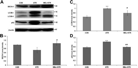 Atr Induced Dysregulation Of Autophagy In Splenocytes Was Ameliorated