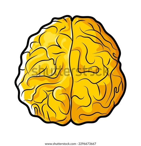 Human Brain Overhead Photos And Images Shutterstock