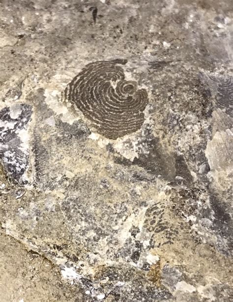 Spiral Fossil Fossil Id The Fossil Forum