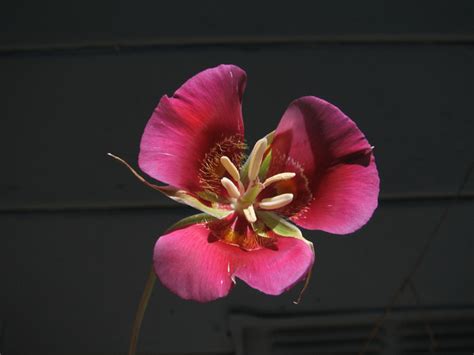 Calochortus Species Eight Pacific Bulb Society