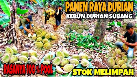 PANEN DURIAN DI KEBUN DURIAN SUBANG|KEBUN DURIAN SUBANG - YouTube