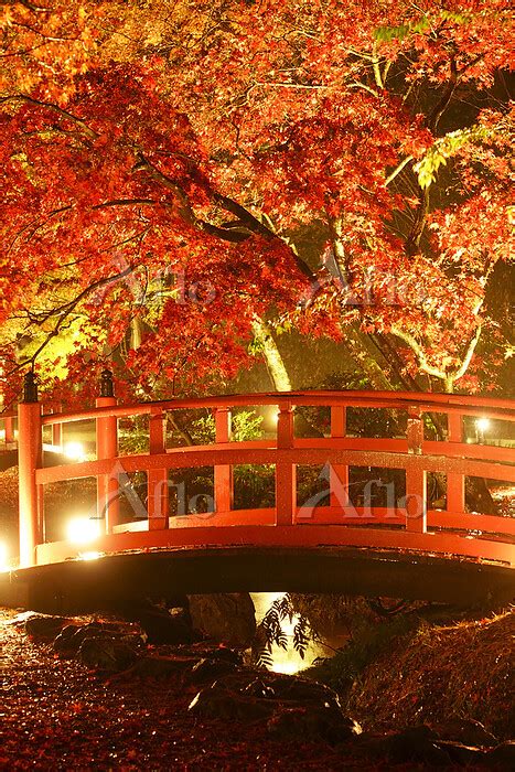 紅葉 弥彦公園 弥彦もみじ谷 雨の弥彦もみじ谷ライトアップ 210162372 の写真素材 アフロ