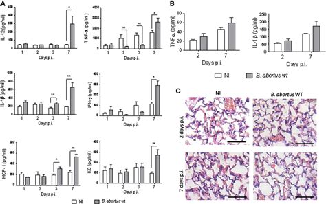 Frontiers Btp Proteins From Brucella Abortus Modulate The Lung Innate