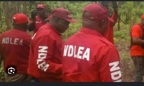 Ndlea Dismantles 21 Illicit Drug Joints Arrests 198 Suspects In Kano