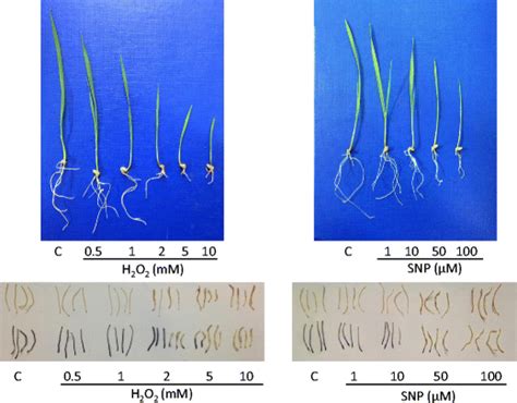 Effect Of Exogenous Addition Of Increasing A H2o2 Or B Snp Download Scientific Diagram