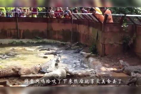车子被一群老虎包围，你绝对想不到司机扔了什么，没想到救了自己包围老虎车子
