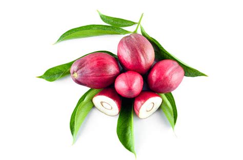 자연 채광과 함께 테이블 위에 돌 박격포 안에 하나님의 왕관 하나님의 왕관 Phaleria 흙 또는 Buah 마 코타 데와 과일