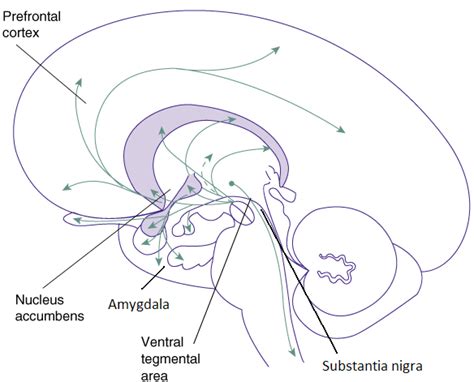 Figure B Mesocorticolimbic Dopamine System Download Scientific Diagram
