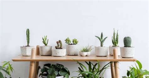 Comment Entretenir Ses Plantes Grasses Marie Claire