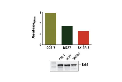 Pathscan® Total Ezh2 Sandwich Elisa Kit Cell Signaling Technology