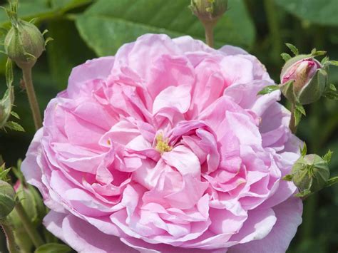 Ispahan Sablés, Humbled - Latitude 65 - Jubilados Savouring the Journey