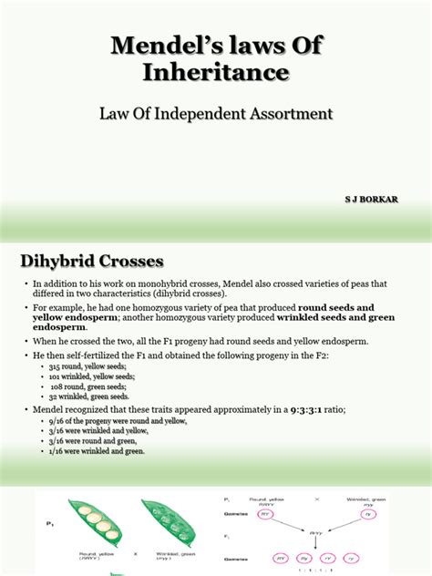 Mendels Law Of Independent Assortment Pdf Meiosis Allele